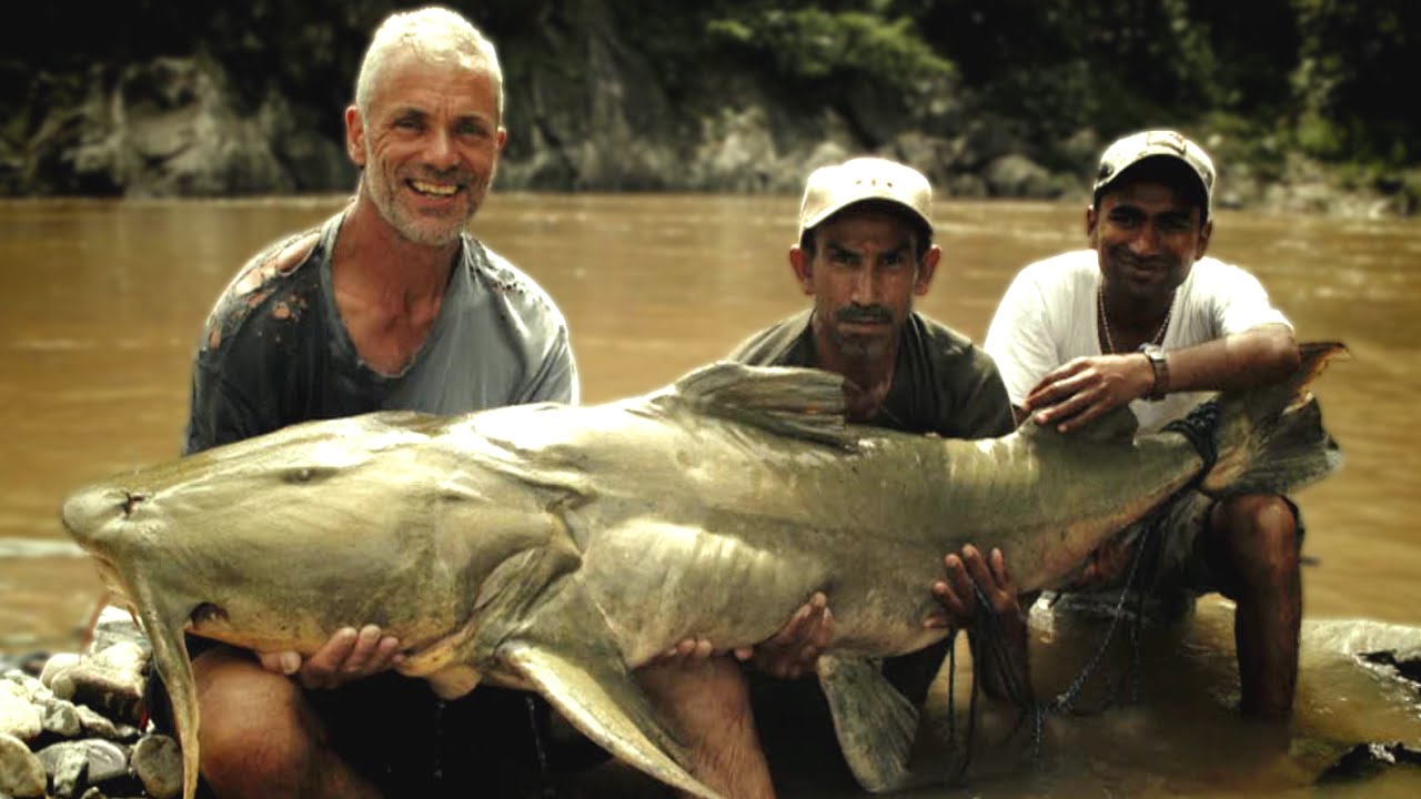 Goonch Catfish World Record 10 Biggest Catfish World Records Of All